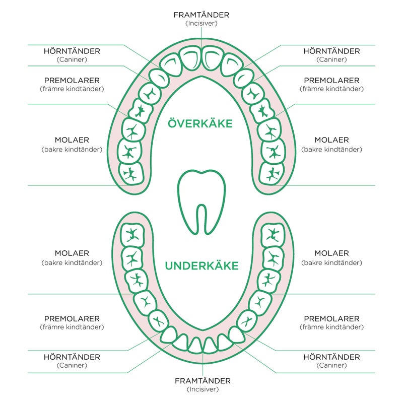 Tand och Tänder | GUM®